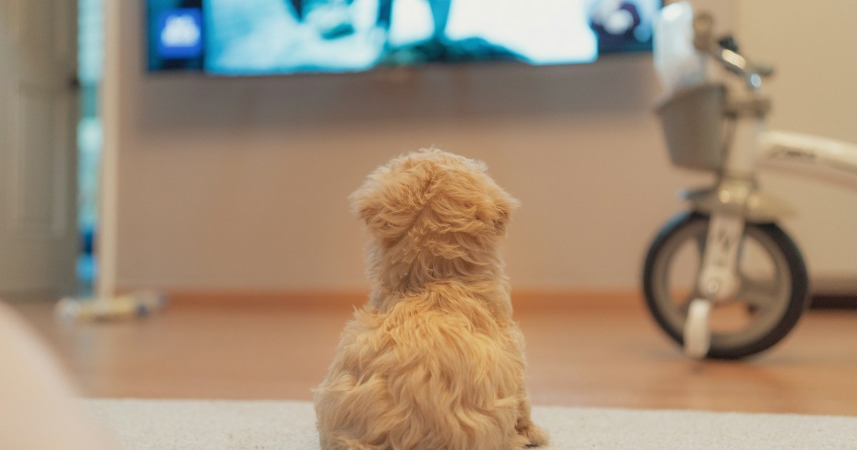 Cuáles Son Los Programas De Televisión Favoritos De Los Perros » TECNOTVHN